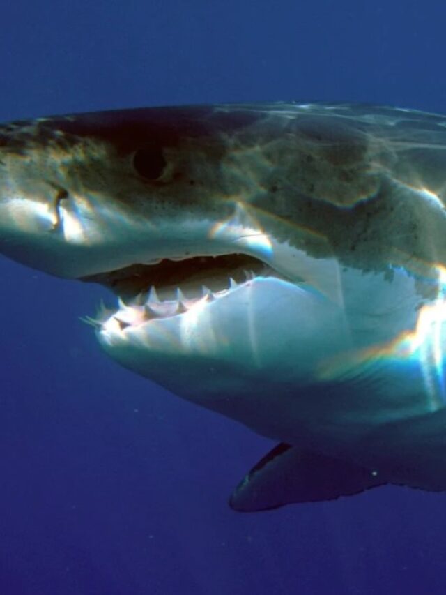 200+ Measures Fail: Over Half of Mediterranean Sharks at Risk - Karmactive