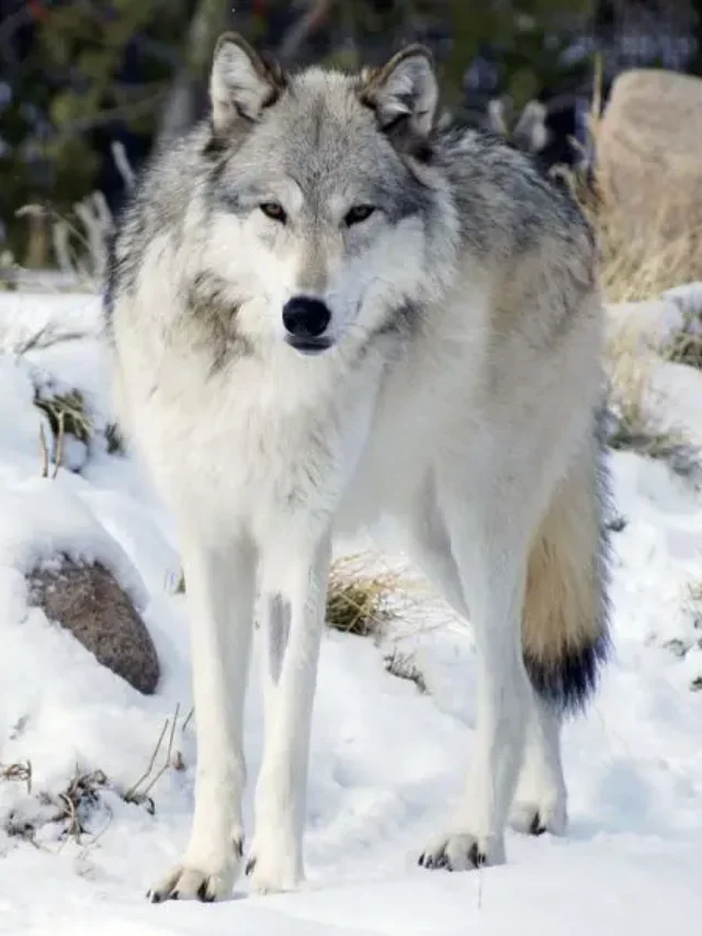 $20,000 Reward Offered as Poachers Kill 22 Wolves in Washington’s ...