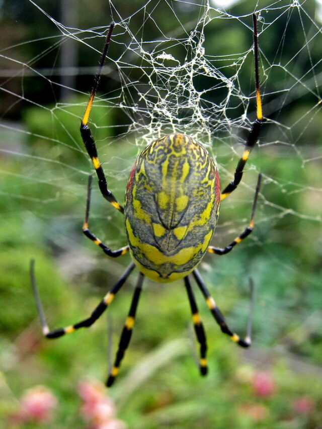 50,000 Spider Species: Australian Redbacks and Shape-Shifting Joro ...