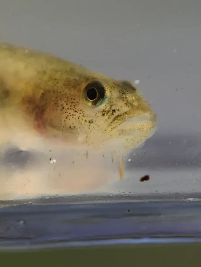 760 Tidewater Gobies Rescued from Malibu Lagoon After Palisades Fire ...