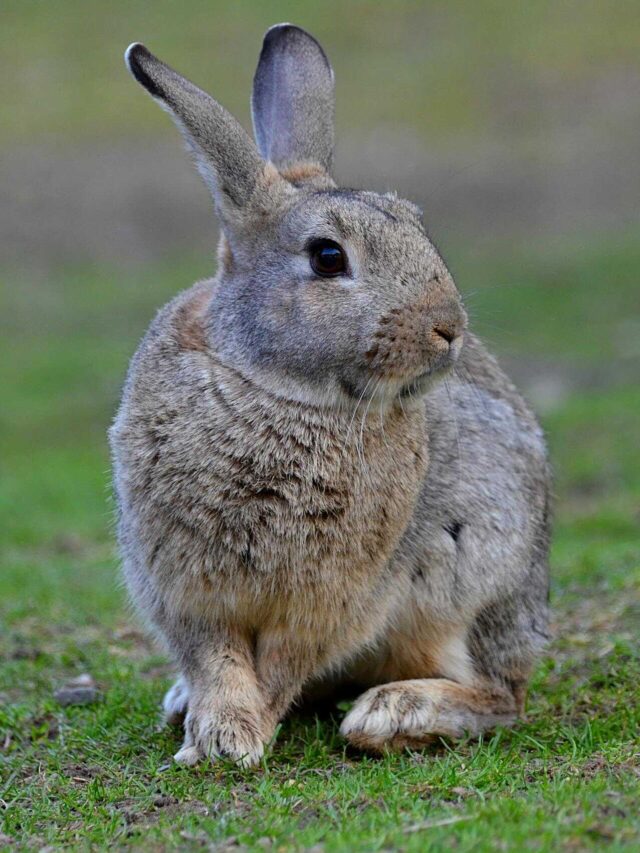 Australia’s Feral Rabbits Cost $239M Annually, Threaten Ecosystems ...
