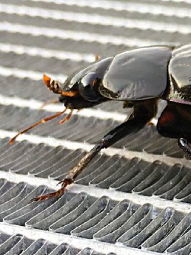 Britain’s Largest Beetle Found in Dorset After 200 Years - Karmactive