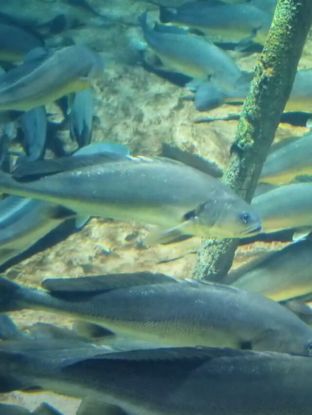 China Launches Project to Save Critically Endangered Chinese Bahaba ...