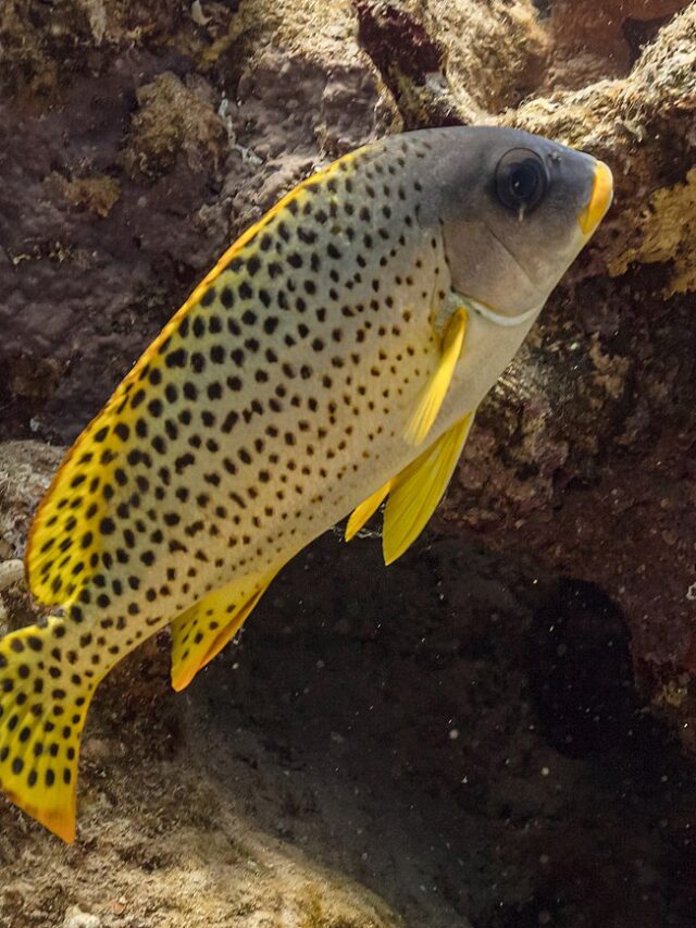 China’s Bold Rescue Mission for Critically Endangered Yellow-Lipped ...