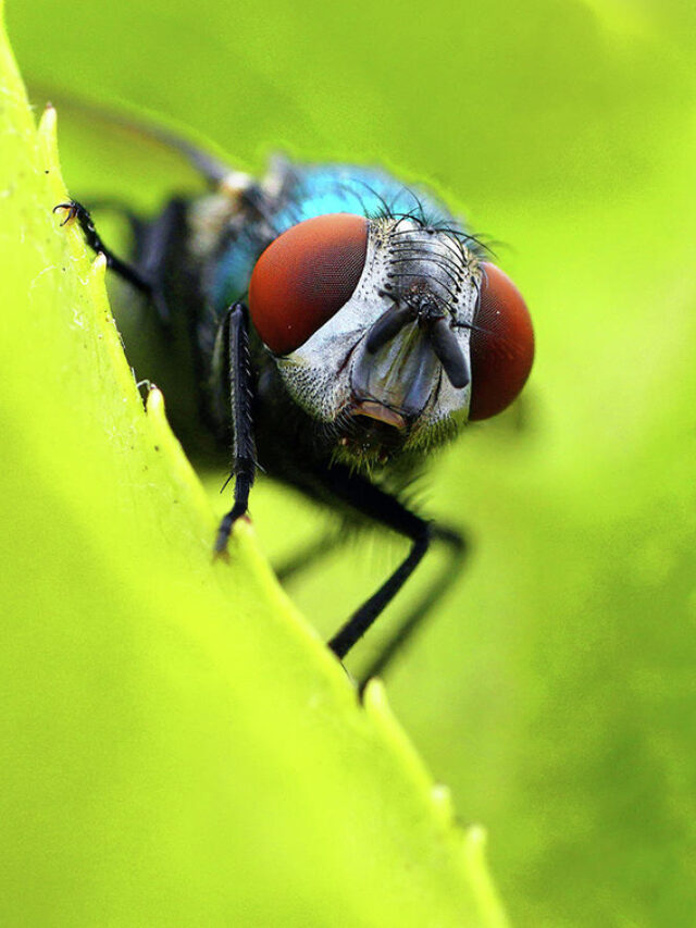Climate Change Drives Fly Surge in Victoria Amid Global Insect Decline ...