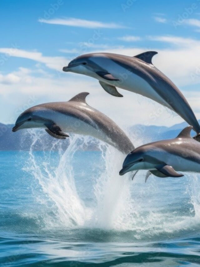 Do Dolphins Hear with Their Teeth Shocking Study Reveals the Truth ...