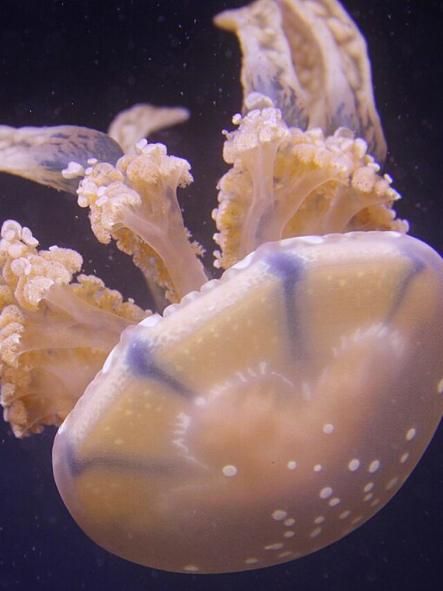 Early Box Jellyfish Surge in Queensland - Karmactive