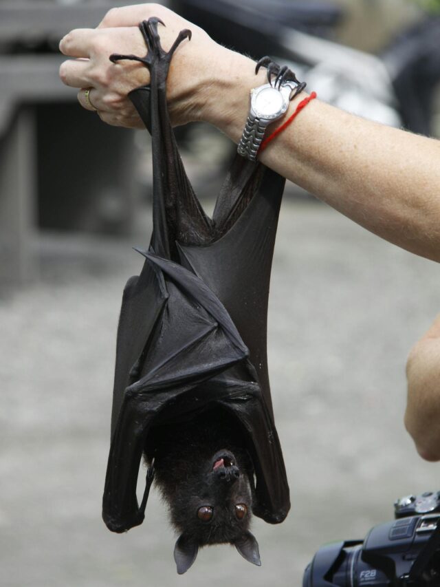 Endangered Mexican Bat Confirmed in Arizona via DNA from Feeders ...