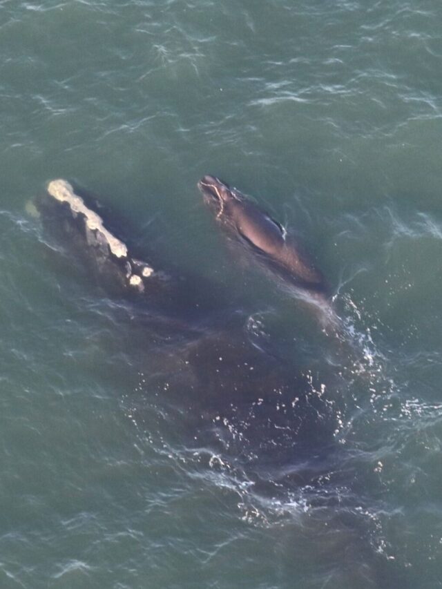 Endangered Right Whales: New Calves Spotted Off Florida - Karmactive