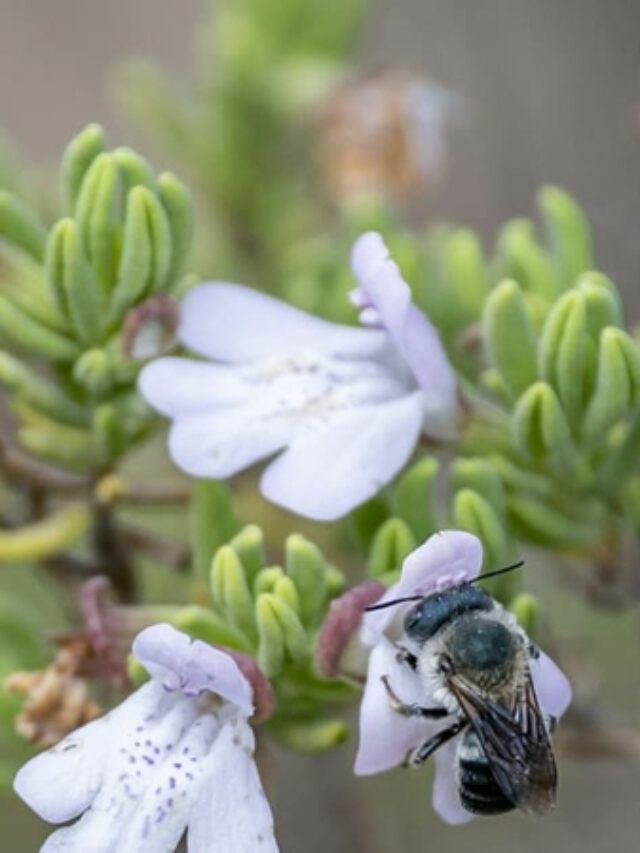 Florida's Scrub Mints Face Extinction Risks - Karmactive