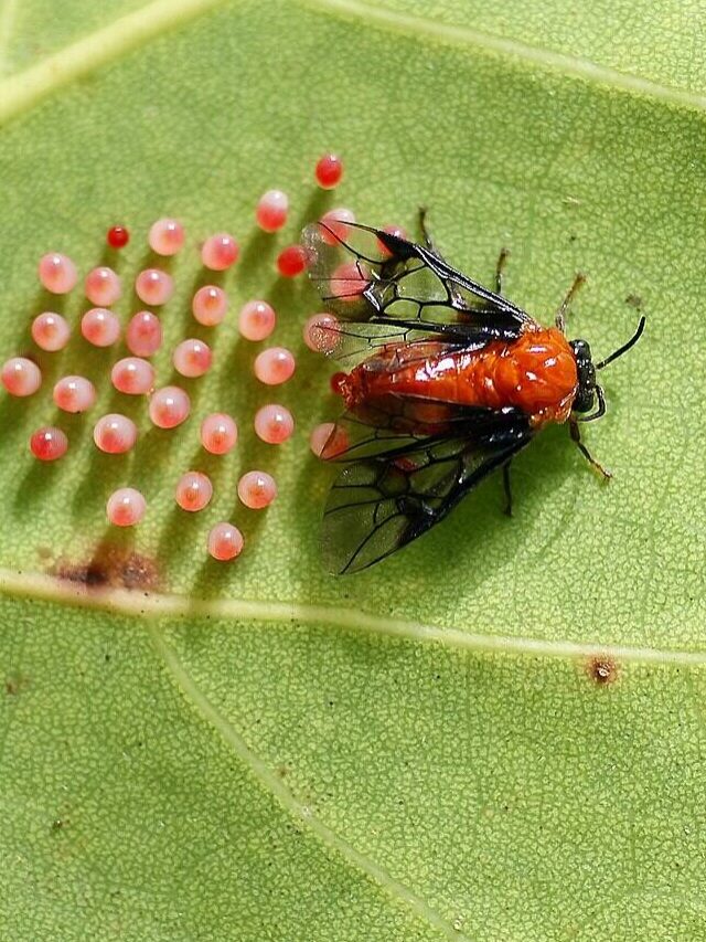 Insect Larvae in Humans How Botflies, Maggots, and Eggs Affect Us ...