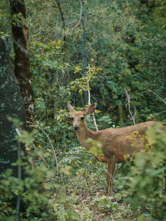 Invasive Species Threaten 42% of Endangered U.S. Wildlife - Karmactive