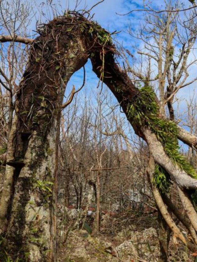 Last Guam Håyun Lågu Tree Dies Near Firing Range, Sparking Extinction ...