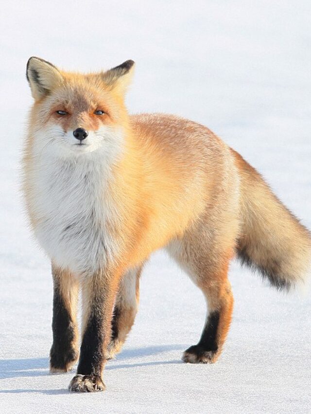 Lawsuit Seeks Habitat Protection for Endangered Sierra Nevada Red Fox ...