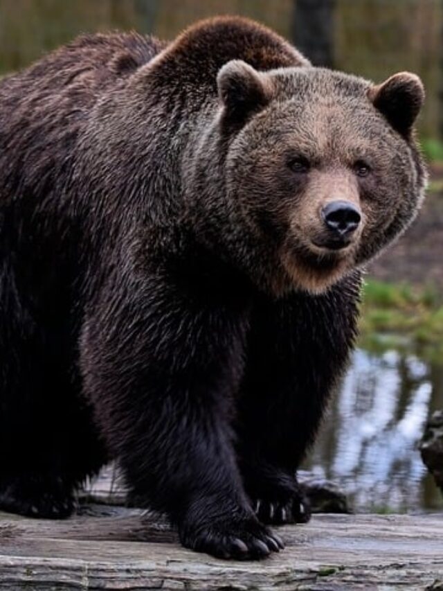 NCC Converts 477-Acre Tree Farm into B.C. Wildlife Corridor - Karmactive