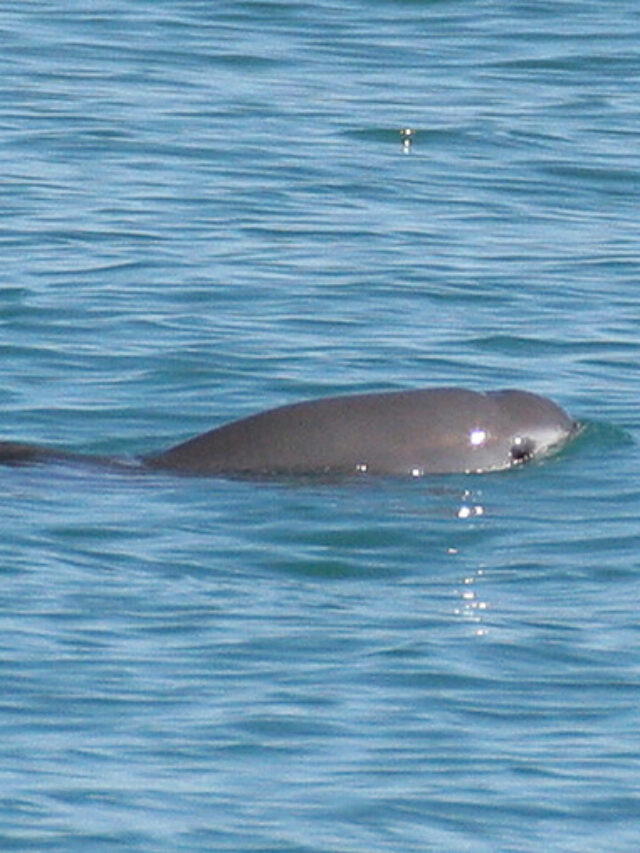 Only 6-8 Vaquitas Remain; Illegal Fishing Persists - Karmactive