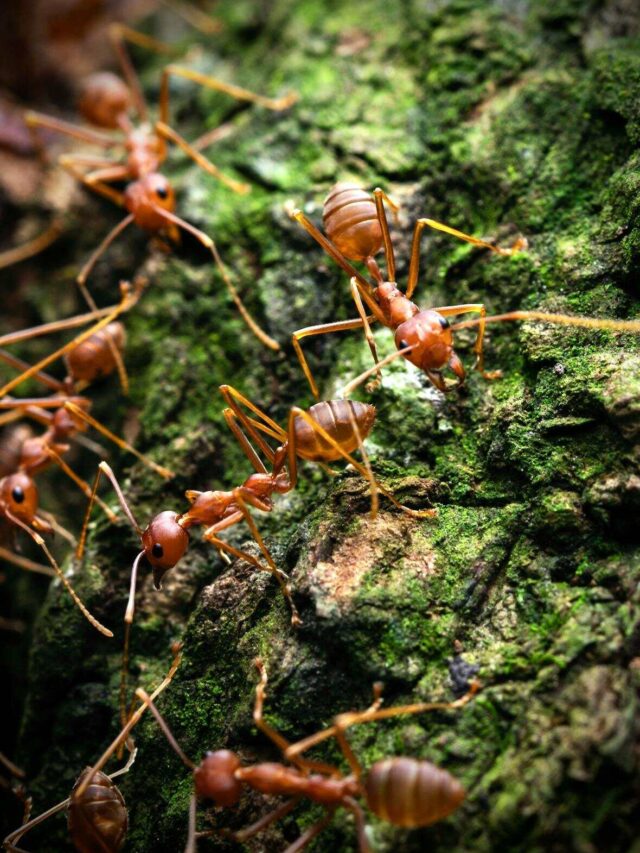 Red Wood Ants Build 16 Million-Strong Colonies with Acid Defense ...