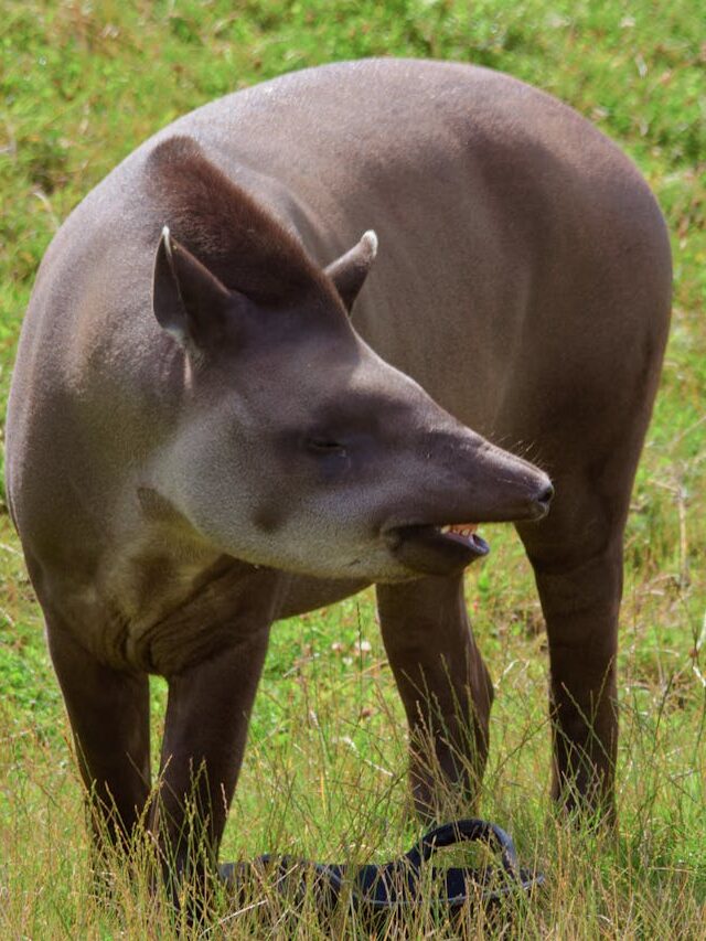 South American Tapir Spotted in Rio de Janeiro After 100 Years - Karmactive