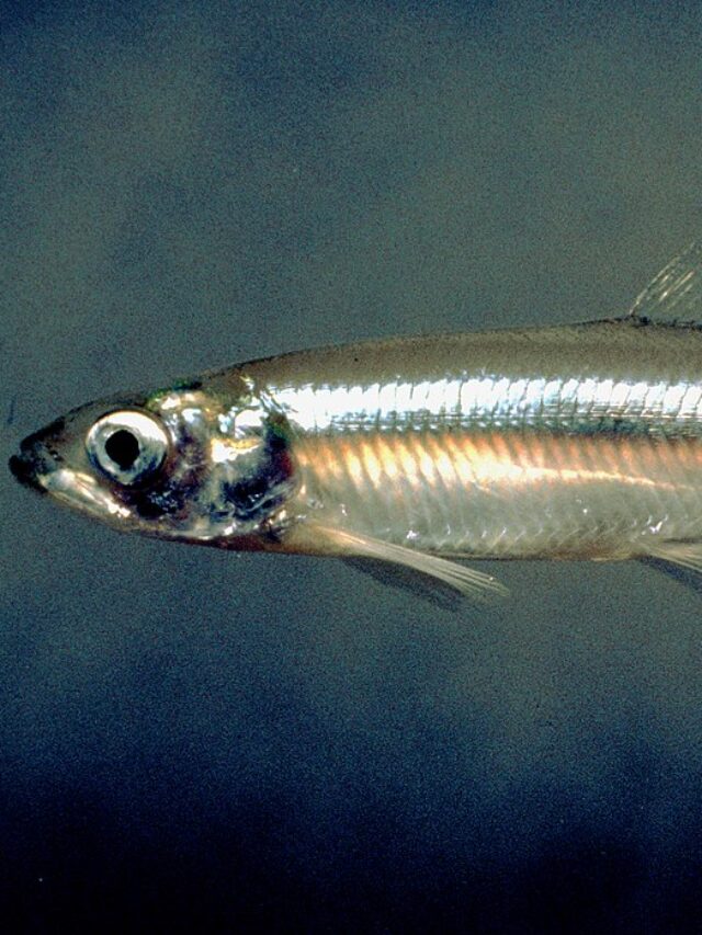 Trump's 'People Over Fish' Plan Fuels Delta Smelt Debate Amid 80% ...