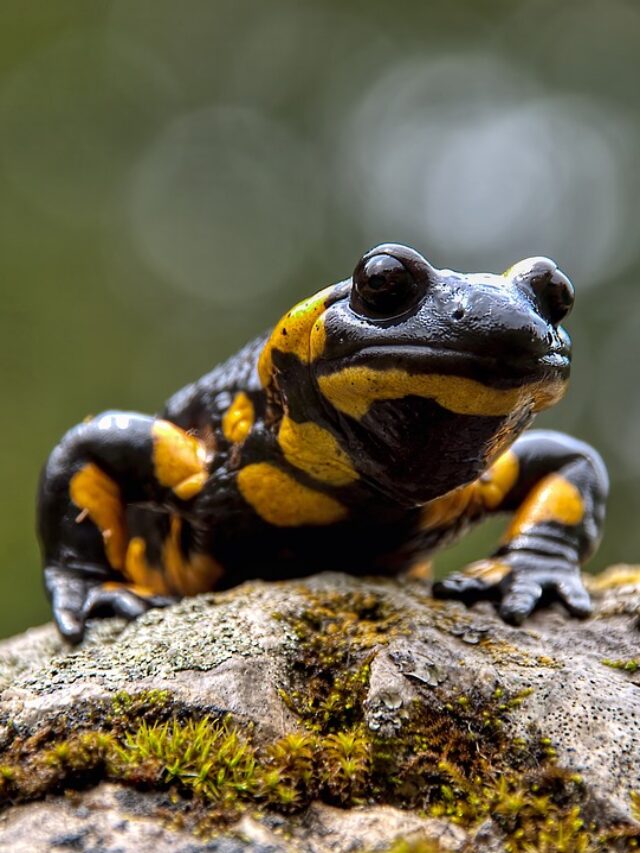 Invasive Mussels and Crayfish Threaten 95% of Earth's Species in US ...