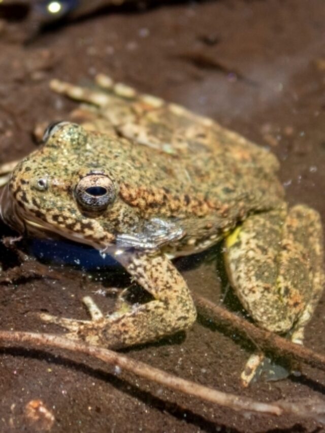 760,071 Acres Proposed for Frog Habitat Protection in California ...