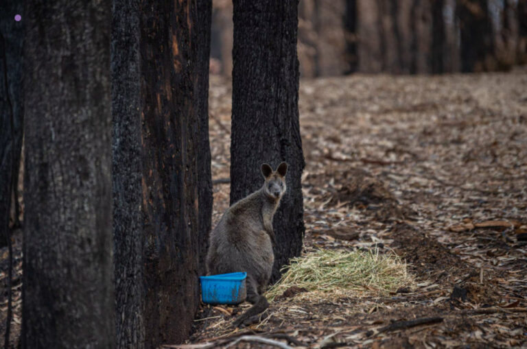 Australian Bushfires: 3 Billion Animals Affected, Local Heroes Step Up ...