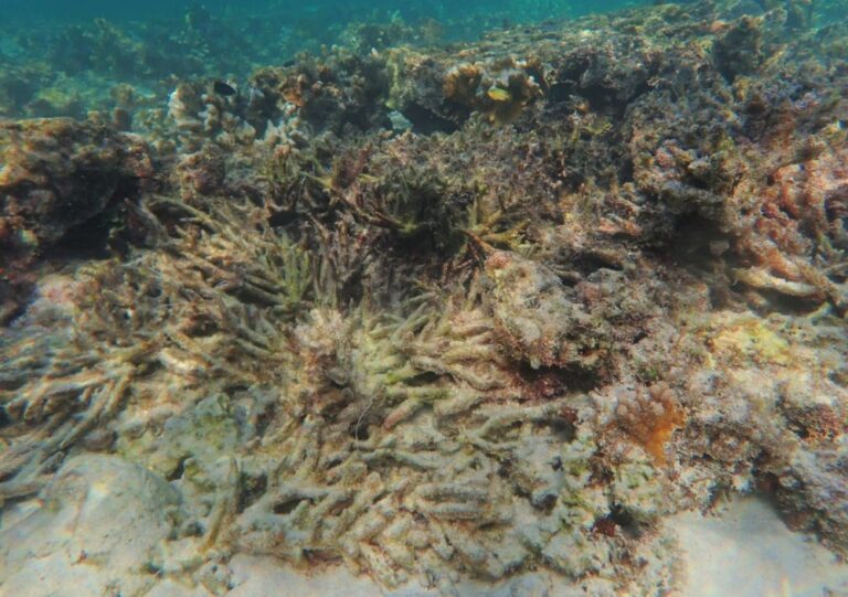 Great Barrier Reef Under Siege: One Tree Island Reports 66% Bleaching ...