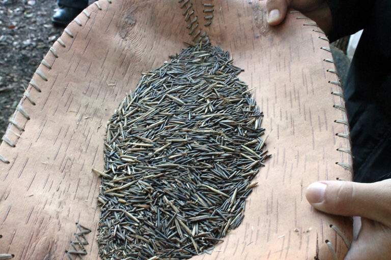 Michigan's Wild Rice Restoration: Tribes Lead Efforts to Revive ...