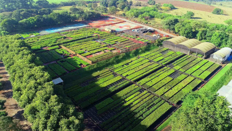 Microsoft's $200M Amazon Reforestation: 4.4M Trees Offset 17M Tons CO₂ ...