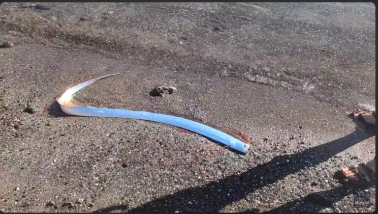 Oarfish Sightings in Mexico and Spain Raise Concerns - Karmactive