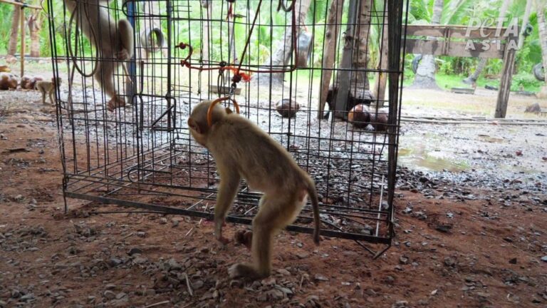PETA Reveals Baby Monkeys Chained and Abused in Thai Coconut Industry ...