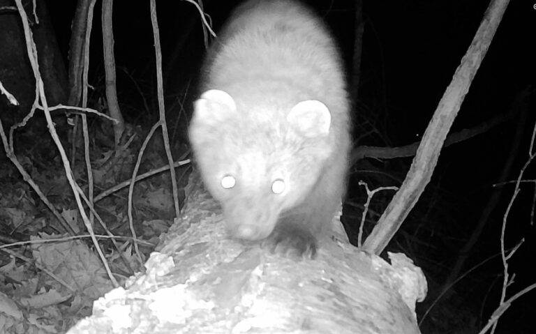 Rare Fisher Spotted in Murrysville: First Pennsylvania Sighting in Over ...