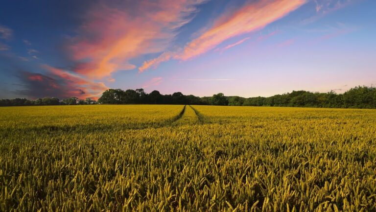 Yale's 10% Sampling Method Enhances Soil Carbon Measurement Accuracy ...
