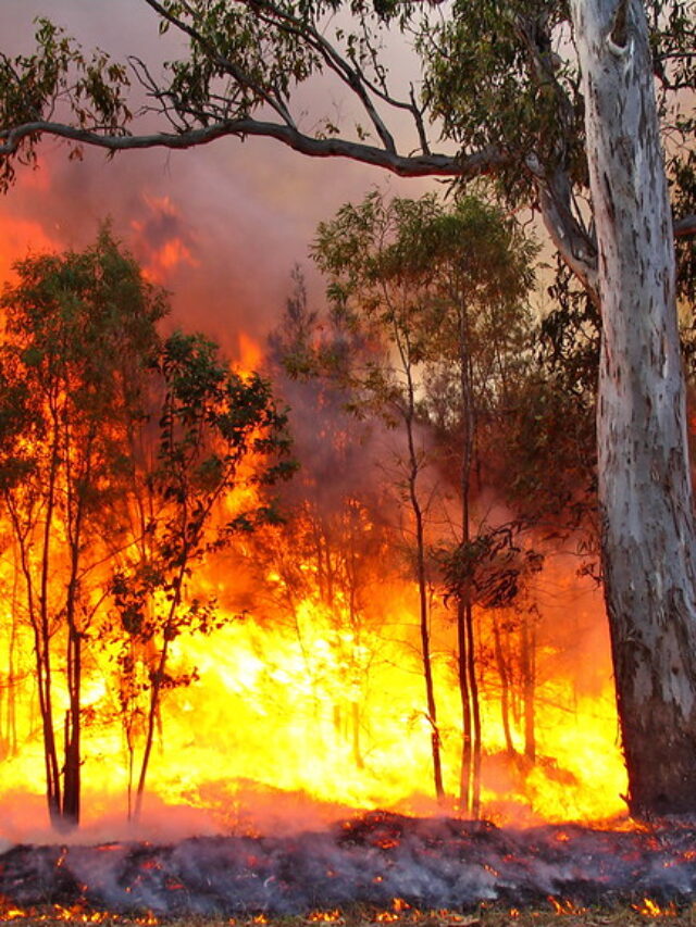 Record 84M Hectares Burned in 2023 Northern Australia Fires - Karmactive
