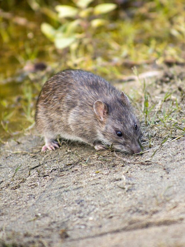 Kyrgyzstan Otters Face Extinction Threat from Trout Farms' Expansion ...