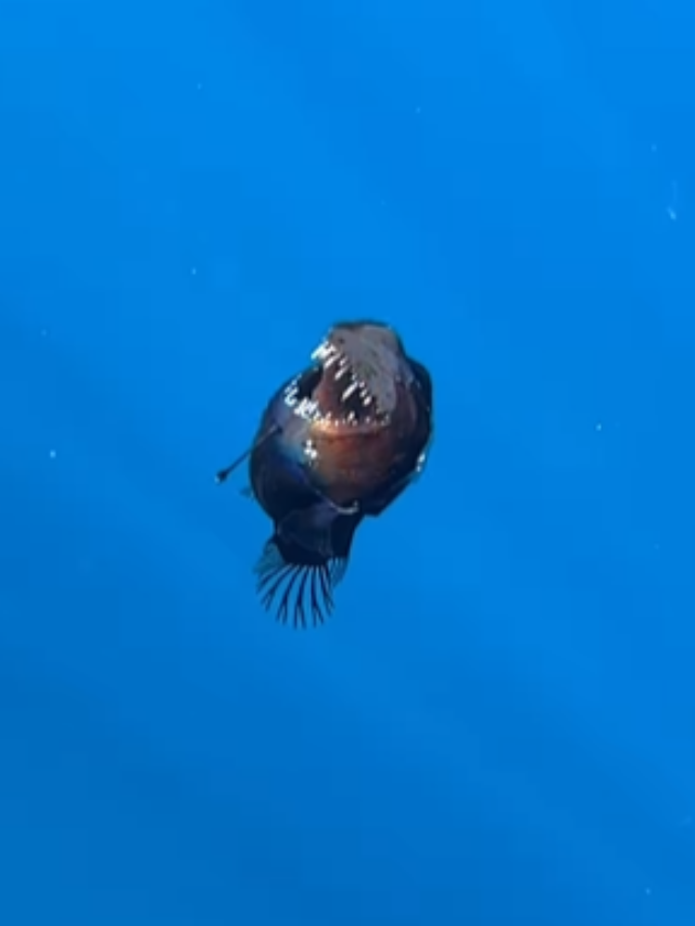 Black Devil Fish Filmed Alive Near Tenerife for the First Time - Karmactive