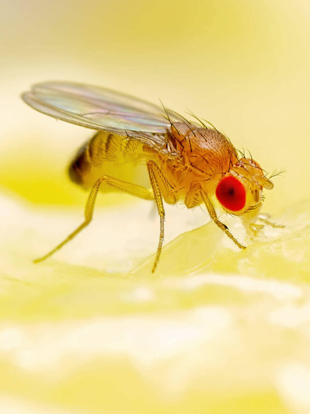 Fruit Flies and Bees Show Dream-Like States and Human-Like Social ...