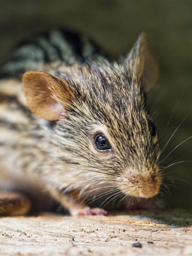 Mouse with Two Dads Survives to Adulthood - Karmactive