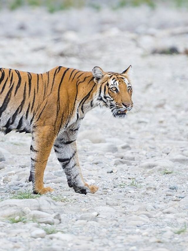 Nepal's Tiger Boom: 355 Tigers, 60+ Human Deaths Since 2019 - Karmactive