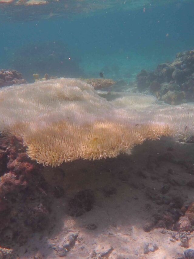 Reef Crisis: 66% Bleaching, 44% Mortality at One Tree Island - Karmactive