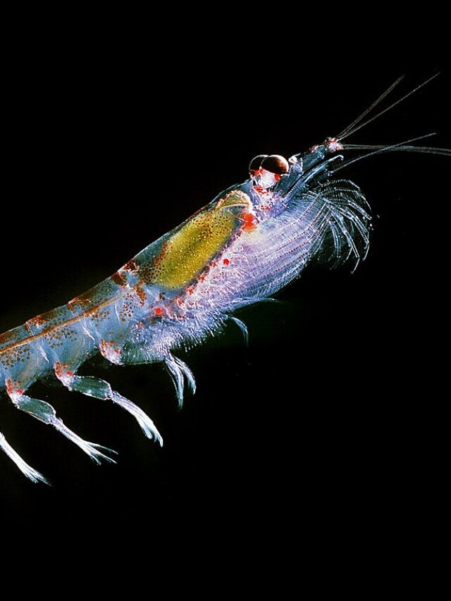 Satellites Track Antarctic Krill - Karmactive