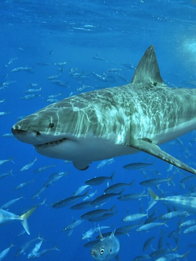 Shortfin Mako Sharks' Genetic Diversity Offers Hope Amid Overfishing ...