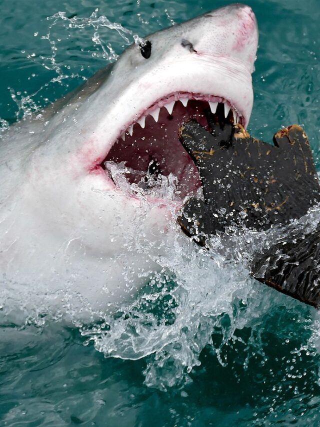 Teen Charlize Zmuda Killed in Queensland Shark Attack - Karmactive