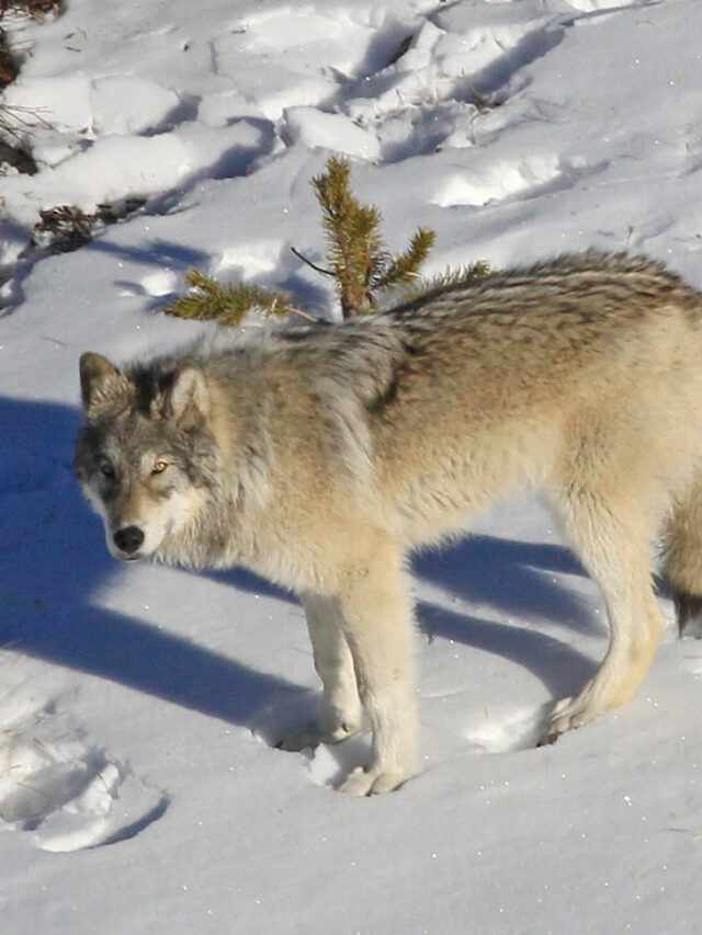 Yellowstone's Wolves: 30 Years Later - Karmactive