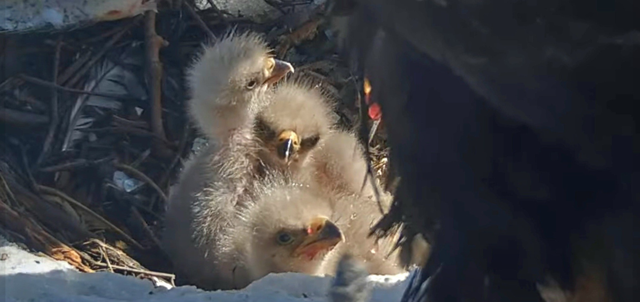 Big Bear Eagles' Third Chick Hatches Amid Snowstorm - Karmactive