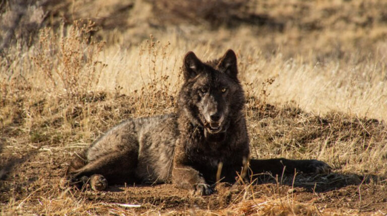 California Wolf Numbers Stable at 50 Despite 30 New Pups - Karmactive