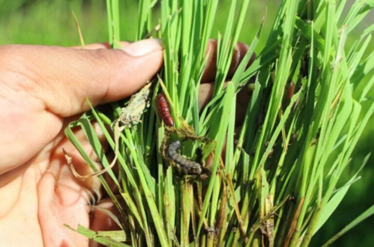 Fall Armyworm Threatens Asia's Rice Crops, Endangering Global Food ...