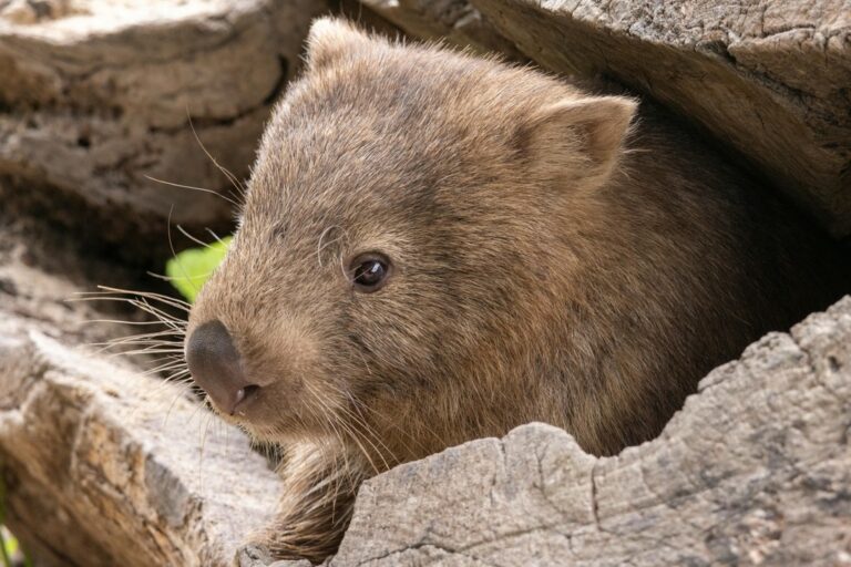 Influencer's Baby Wombat Snatch Sparks Legal Backlash - Karmactive