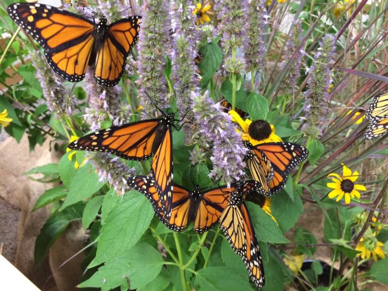Monarch Butterfly Numbers Nearly Double Yet Remain 80% Below Historical ...