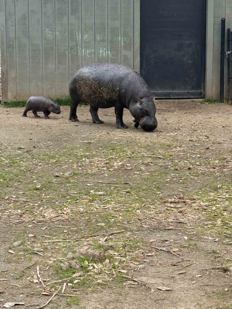 Montgomery Zoo Welcomes Anuket: Eighth Pygmy Hippo Born in Nine Years ...